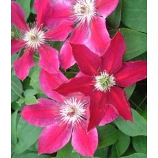 Clematis - Plants - Willowbrook Nursery and Garden Centre