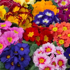 Bedding - Plants - Willowbrook Nursery and Garden Centre